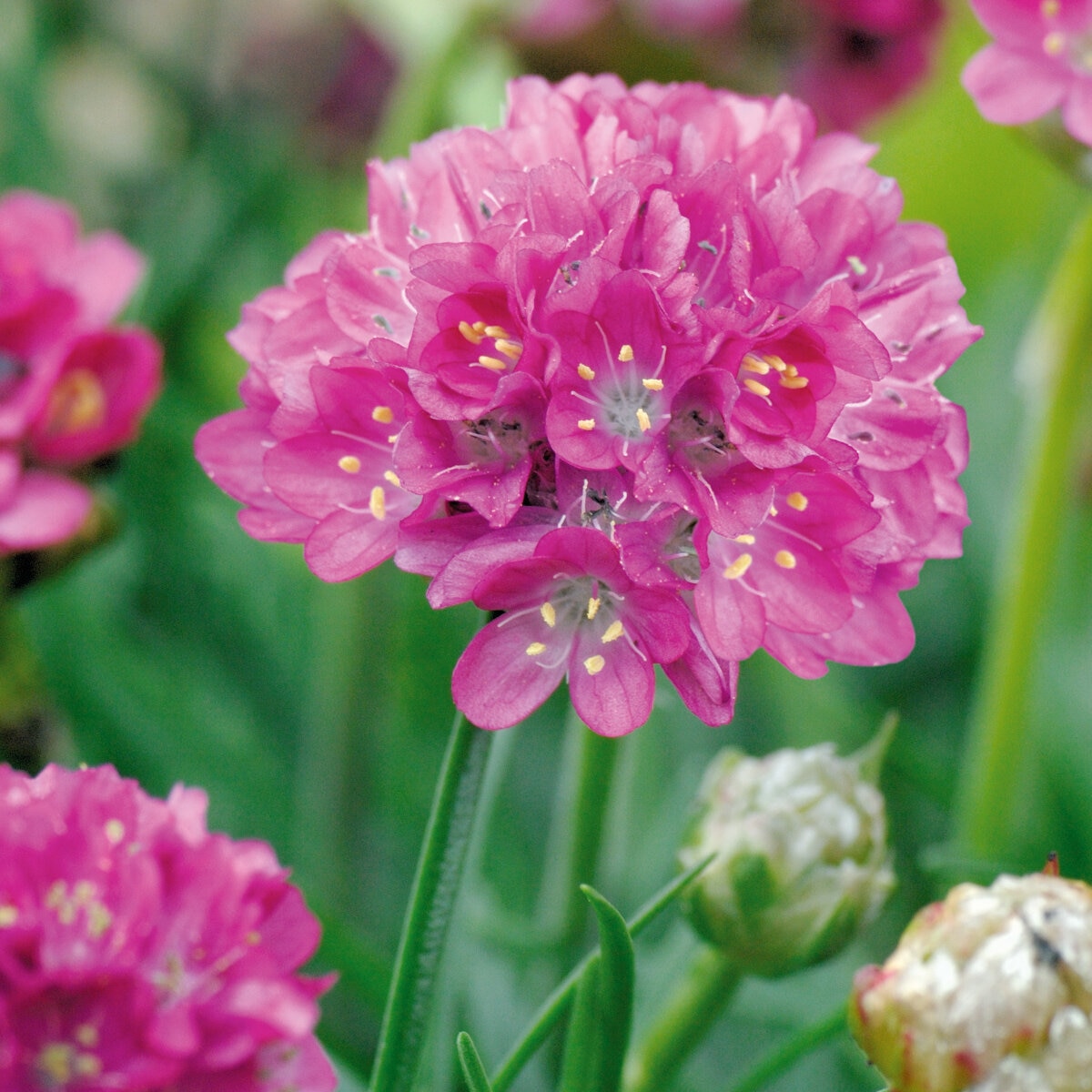 Armeria Maritima Morning Star Deep Rose Sea Thrift | SiteOne US