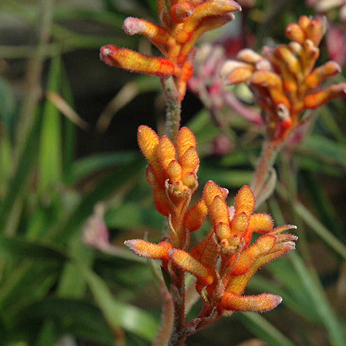 Anigozanthos X Kanga Orange Kangaroo Paws | SiteOne US