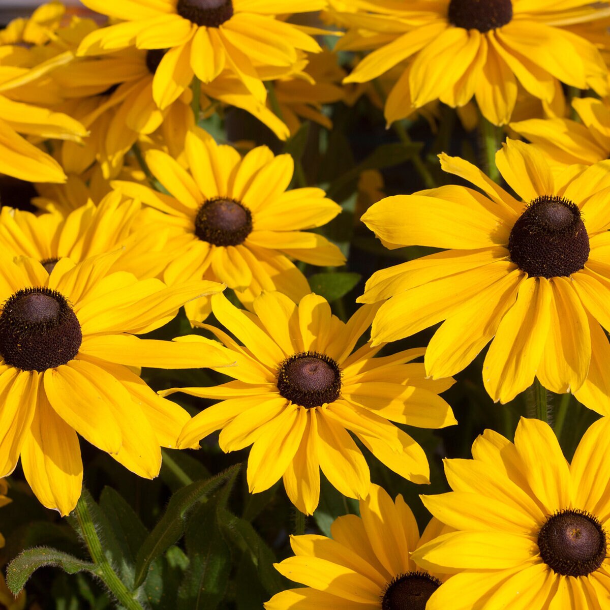 Rudbeckia Hirta SmileyZ Sunny Black-Eyed Susan | SiteOne US