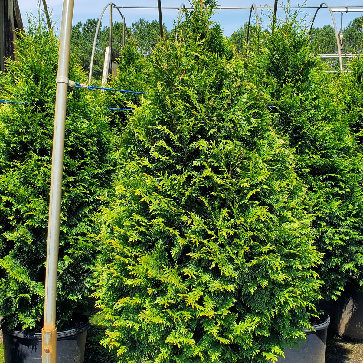 Thuja Plicata Lucky Find Arborvitae | SiteOne US