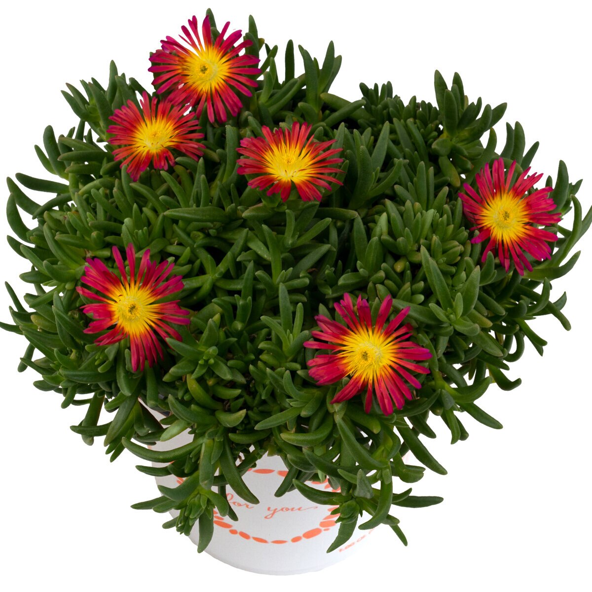 Delosperma Cooperi Solstice Red Ice Plant | SiteOne