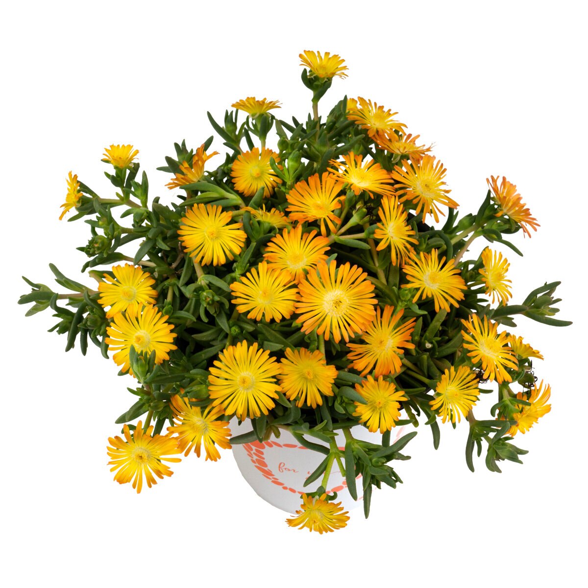 Delosperma Cooperi Solstice Yellow Ice Plant | SiteOne US