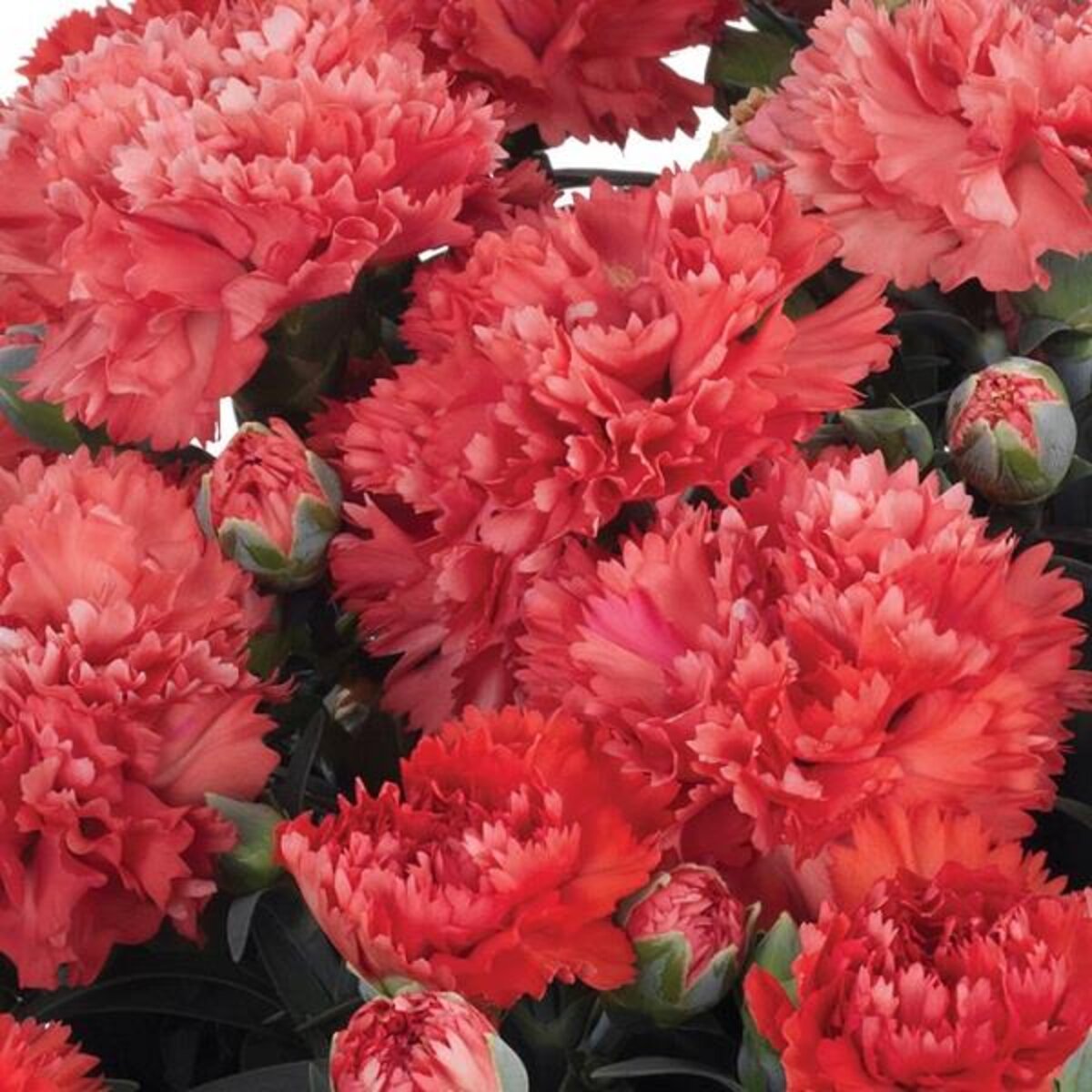 Dianthus Caryophyllus Odessa Orange Bling Bling Carnation | SiteOne US