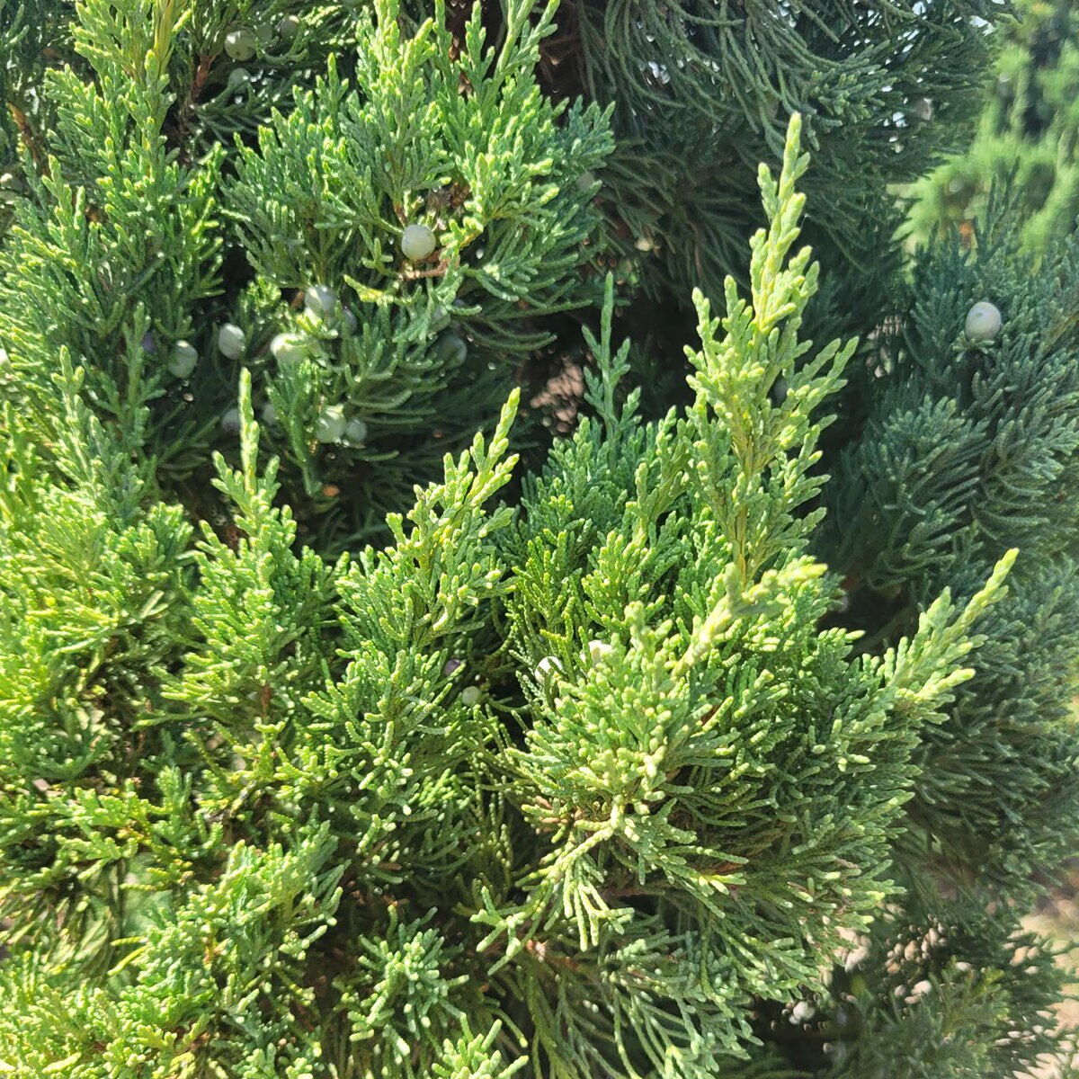 Juniperus Chinensis Colorful Conifers Trautman Juniper | SiteOne US