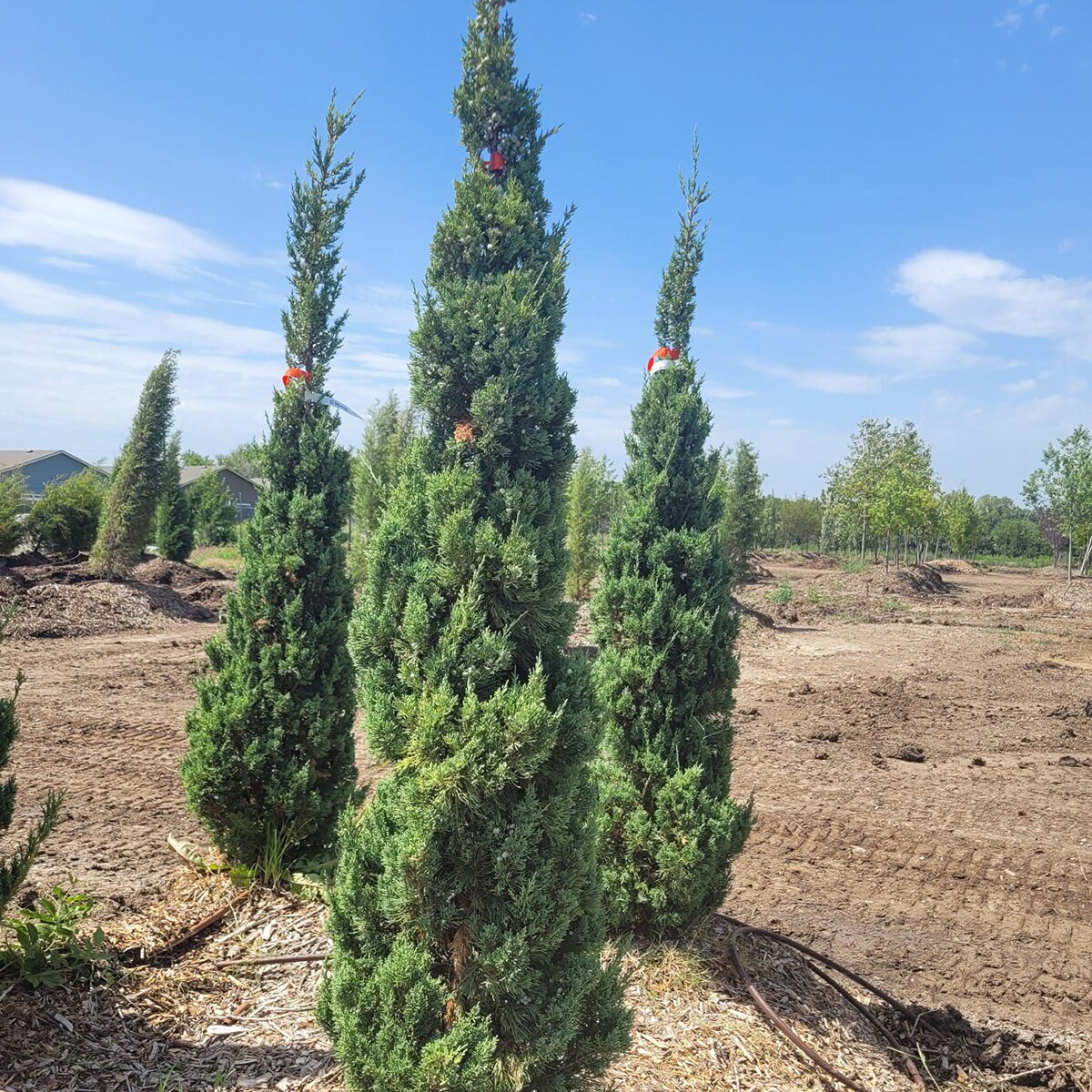 Juniperus Chinensis Colorful Conifers Trautman Juniper | SiteOne US