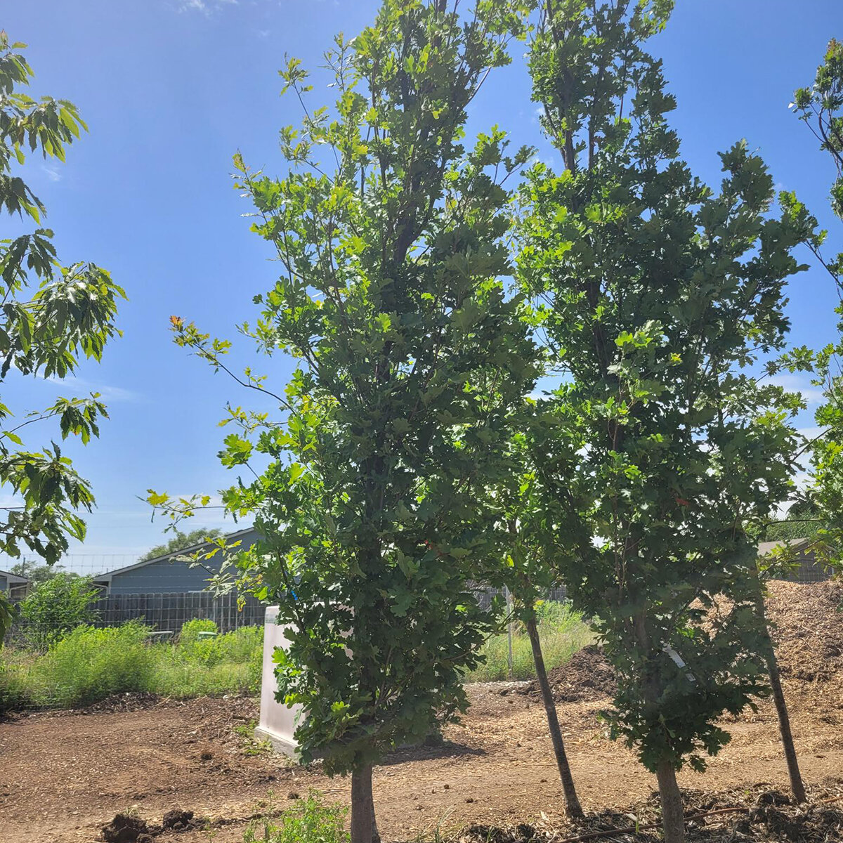 Quercus X Scarlet Letter Oak | SiteOne US