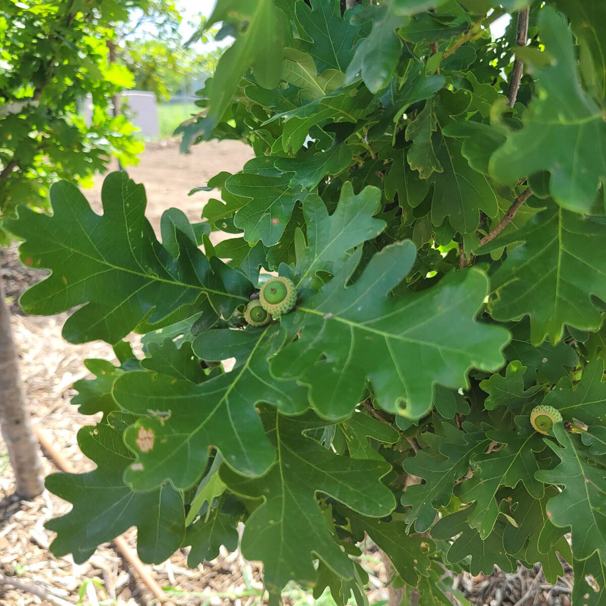 Quercus X Scarlet Letter Oak | SiteOne US
