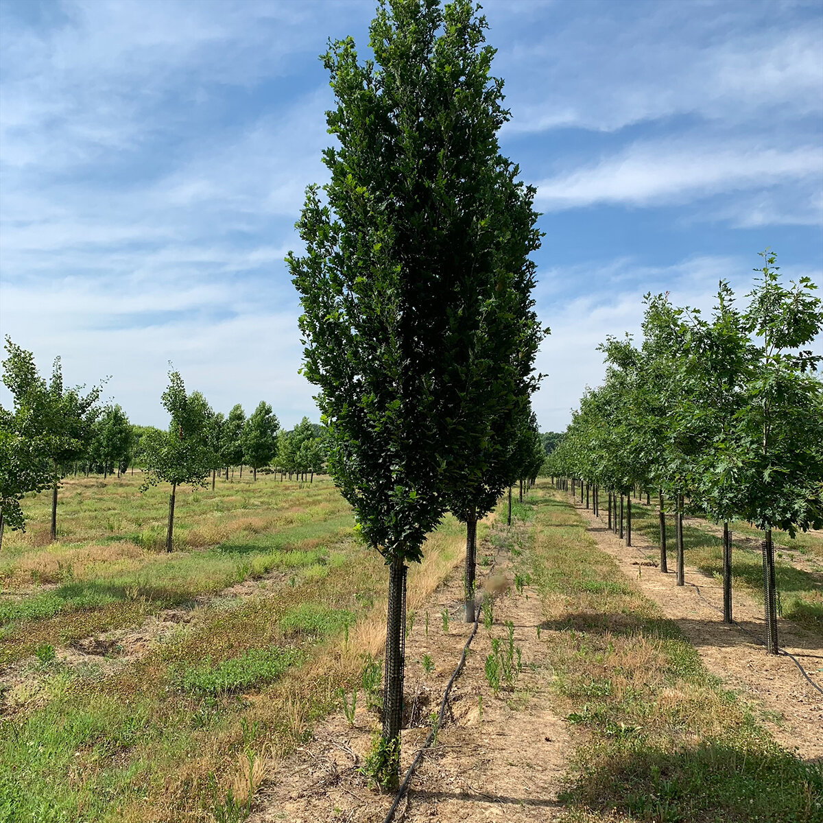 Quercus Robur X Alba Skinny Genes Oak | SiteOne US