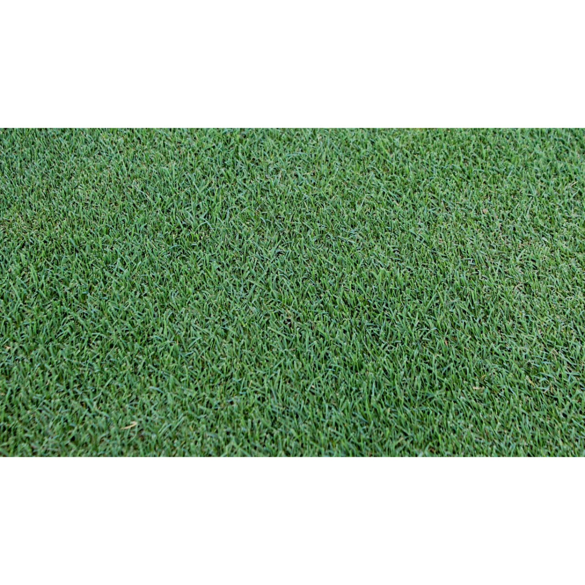 Bermuda Sod Bimini Bermudagrass (per sq. ft.) | SiteOne US