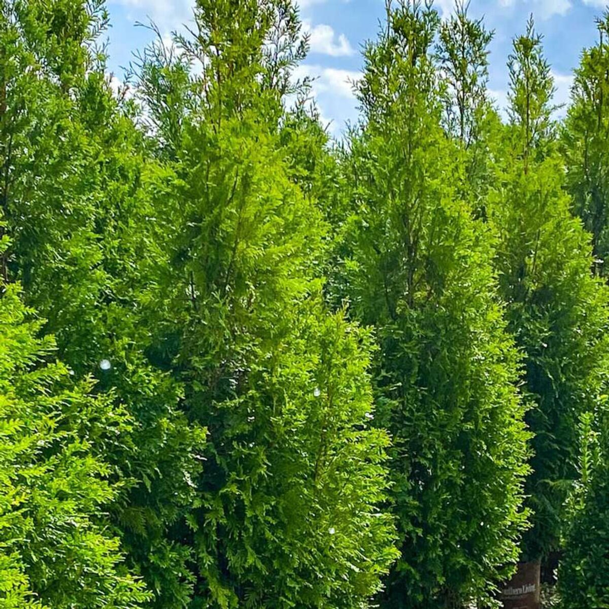 Thuja Plicata Green Valley Arborvitae | SiteOne US
