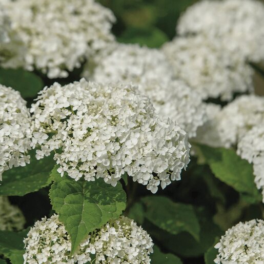 Hydrangea Arborescens FlowerFull Smooth Hydrangea | SiteOne
