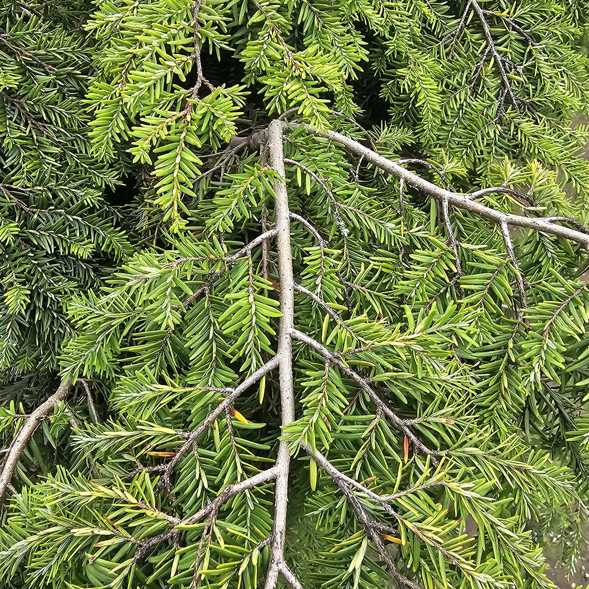 Tsuga Canadensis Bennett Eastern Hemlock | SiteOne US