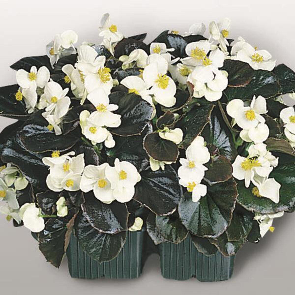 Begonia Semperflorens Cocktail Whiskey Bronze Leaf Begonia | SiteOne US