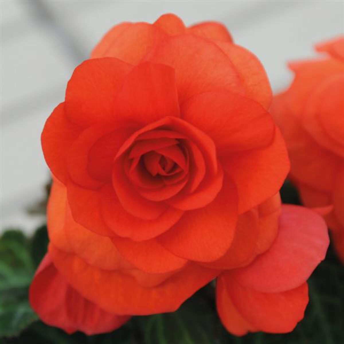 Begonia X Tuberhybrida Nonstop Orange Tuberous Begonia | SiteOne