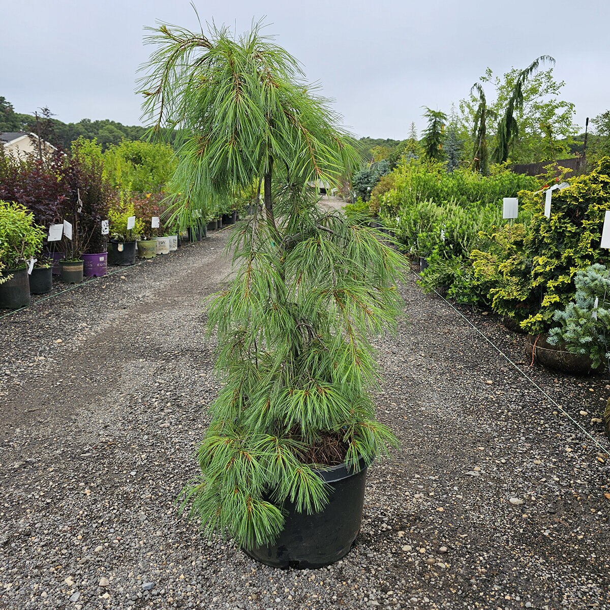 Pinus Strobus Angel Falls Eastern White Pine | SiteOne US