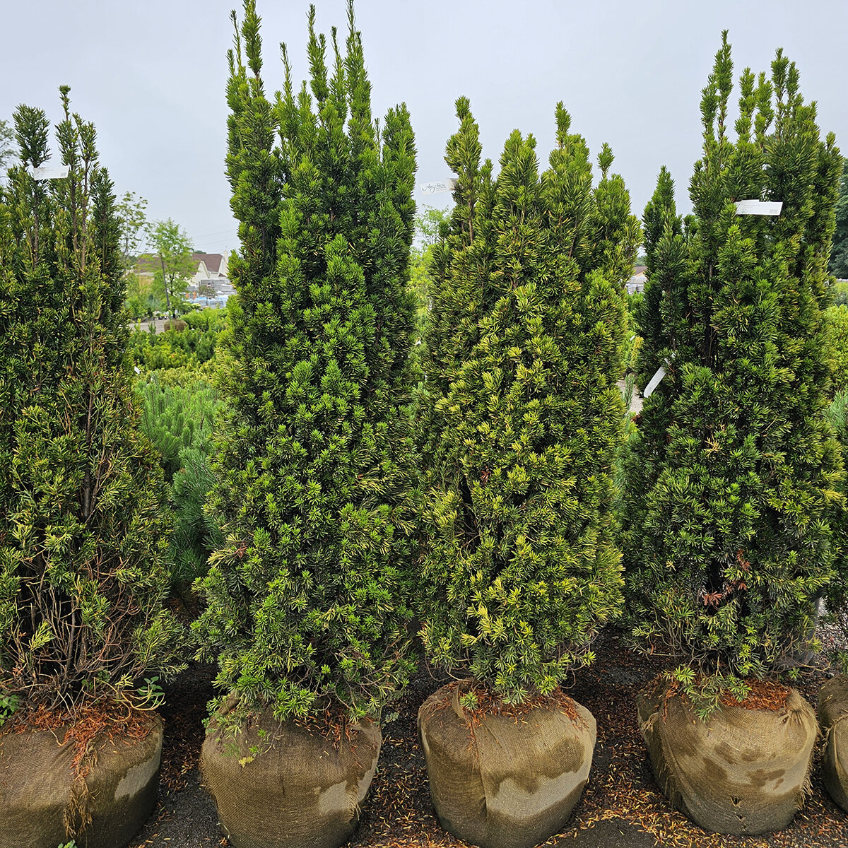 Taxus X Media Viridis Yew | SiteOne US
