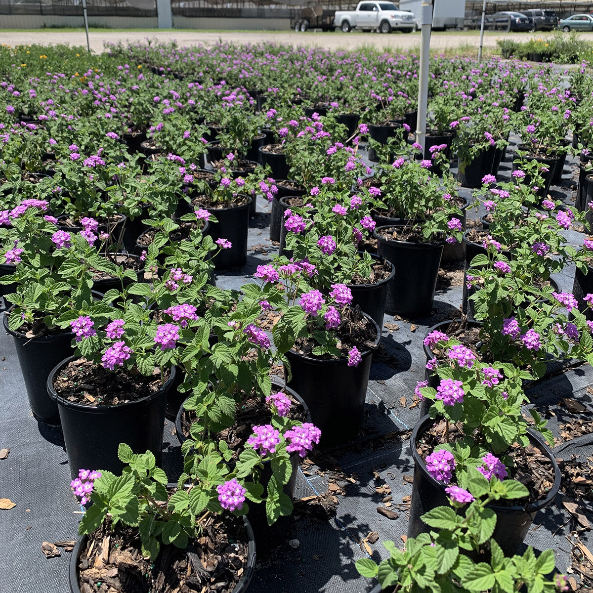 Lantana Camara Purple Lantana | SiteOne US