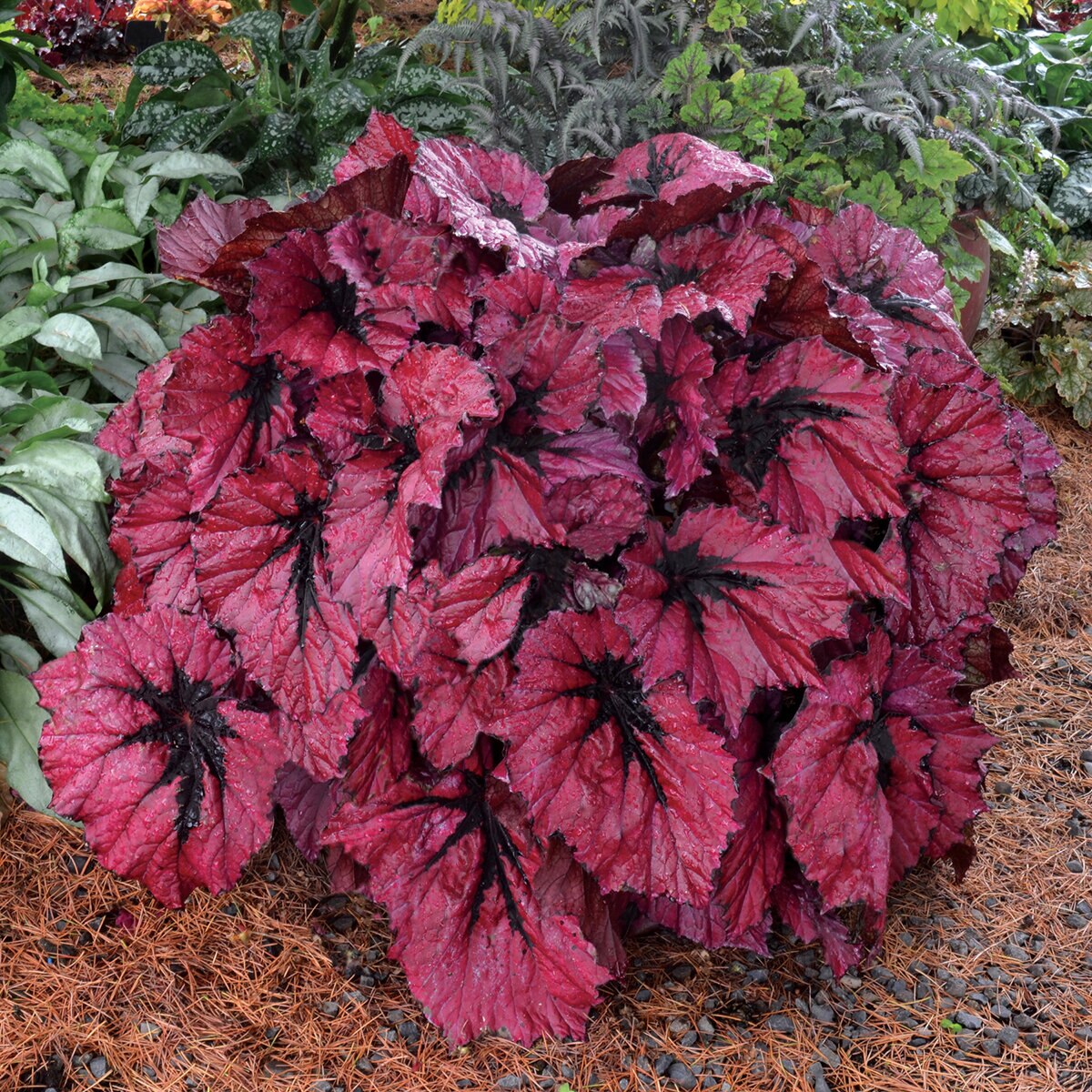 Begonia X T Rex Ruby Slippers Rex Begonia | SiteOne