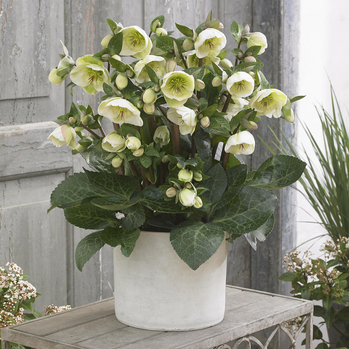 Helleborus X FrostKiss Moondance Lenten Rose | SiteOne US