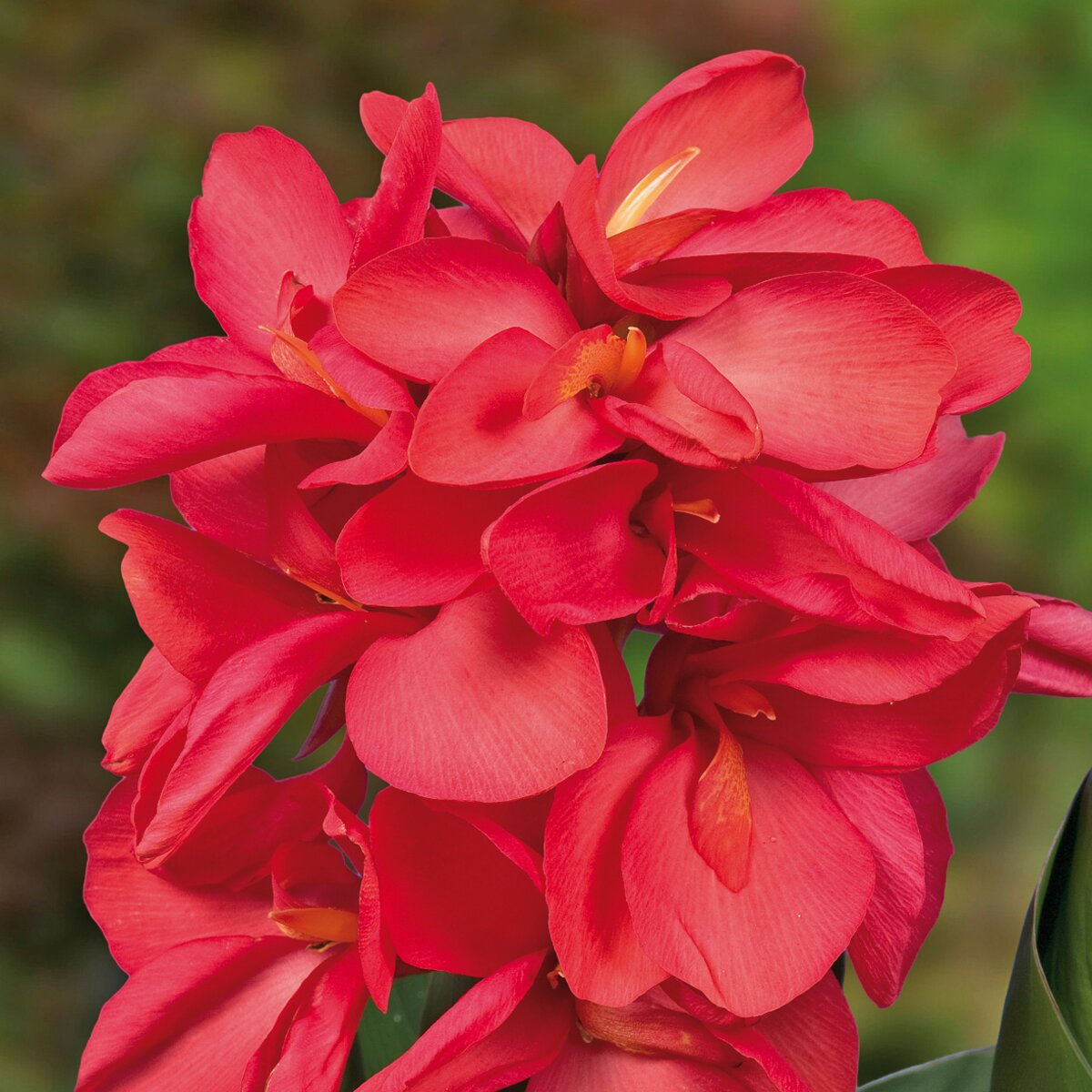 Canna X Generalis CannaSol Happy Isabel Canna Lily | SiteOne US