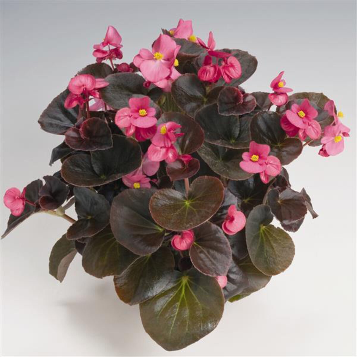 Begonia Semperflorens Cocktail Tequila Bronze Leaf Begonia | SiteOne US