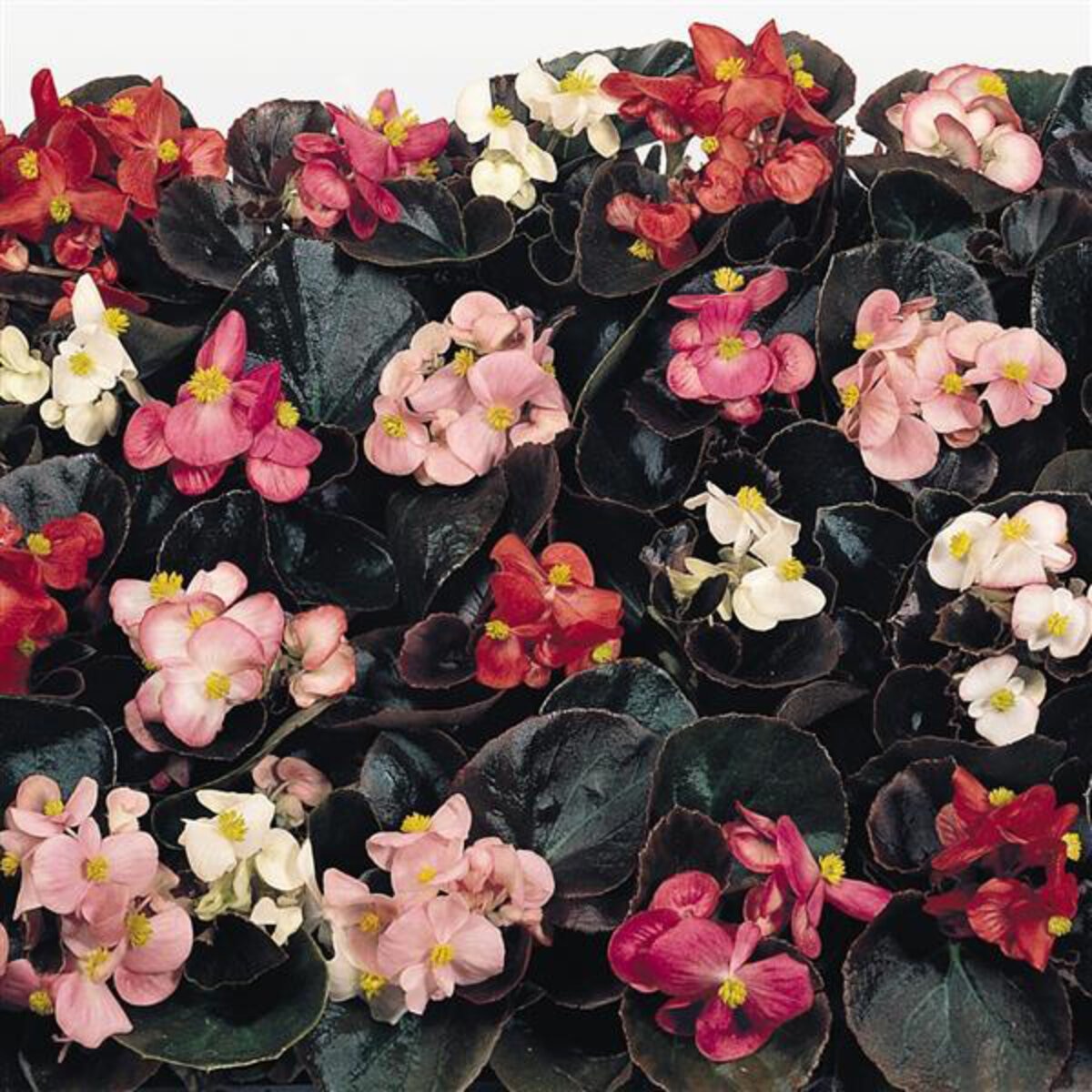 Begonia Semperflorens Cocktail Mixture Bronze Leaf Wax | SiteOne
