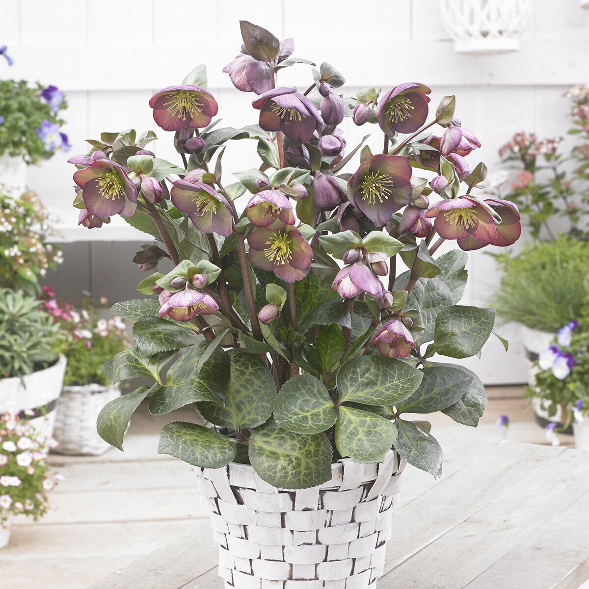 Helleborus X Iburgensis FrostKiss Danas Dulcet Lenten Rose | SiteOne US