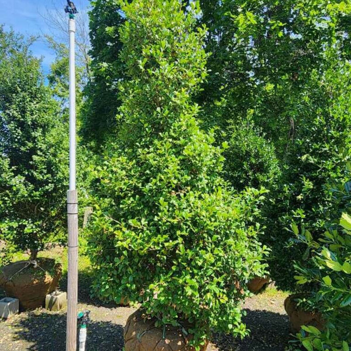 Ilex Opaca Xanthocarpa Yellow-Fruited American Holly | SiteOne