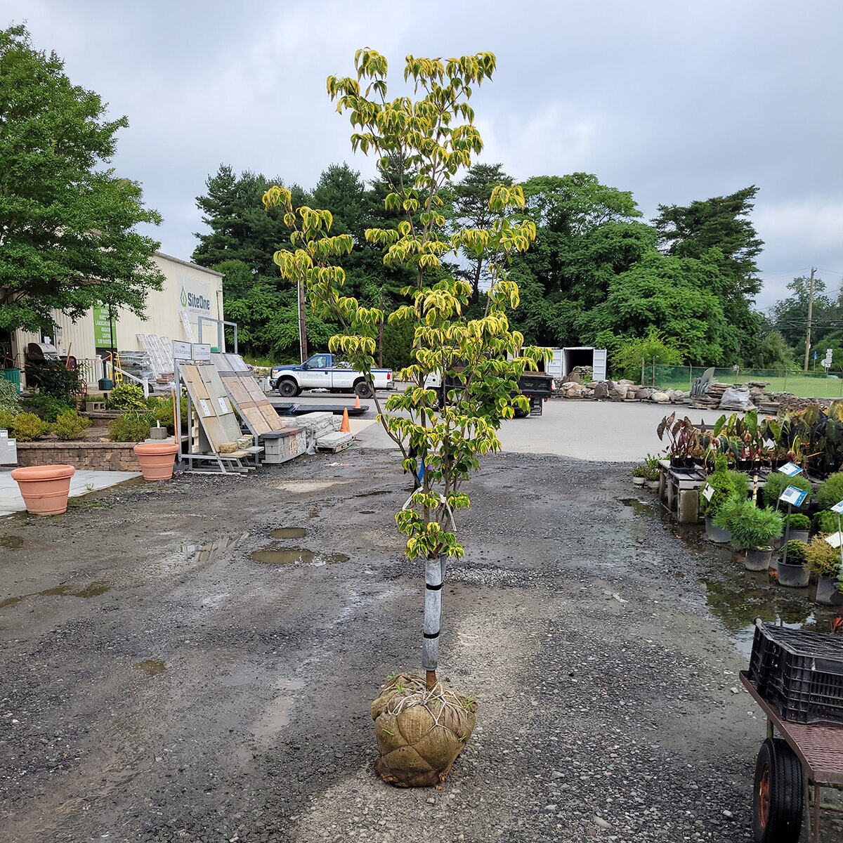 Cornus X Rutgersensis Celestial Shadow Dogwood | SiteOne US