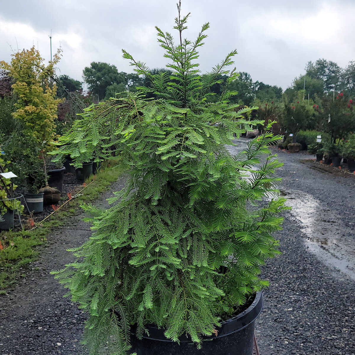Metasequoia Glyptostroboides Miss Grace Dawn Redwood | SiteOne US