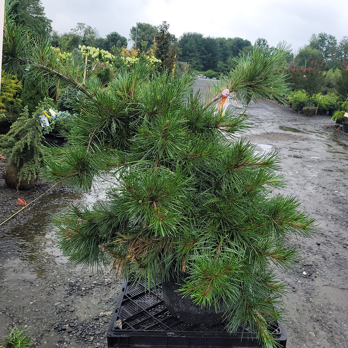 Pinus Strobus Niagara Falls Eastern White Pine | SiteOne US