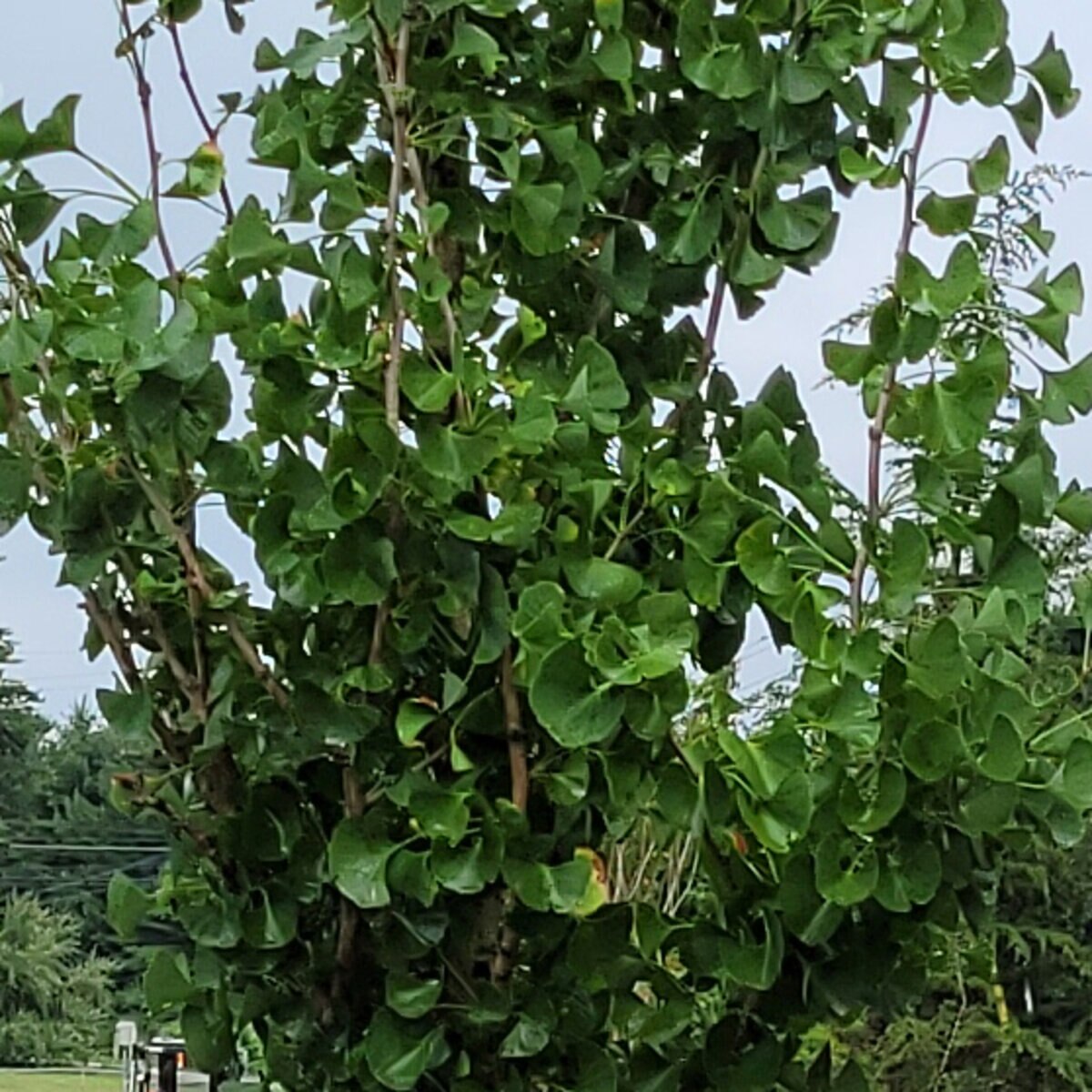 Ginkgo Biloba Golden Colonnade Maidenhair Tree | SiteOne US