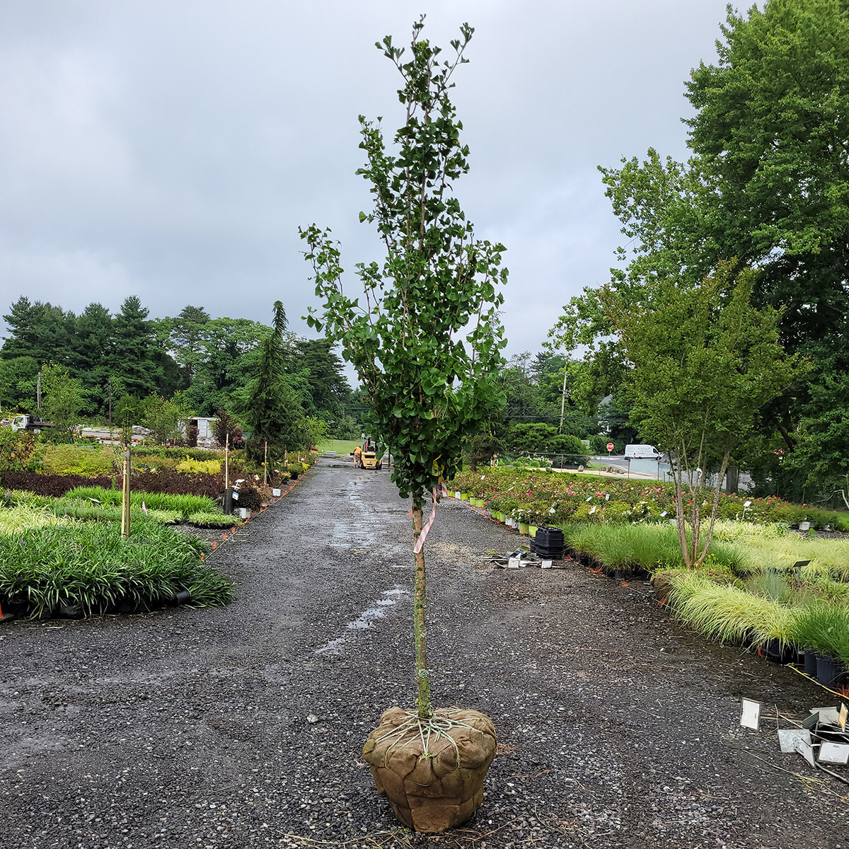 Ginkgo Biloba Golden Colonnade Maidenhair Tree | SiteOne US