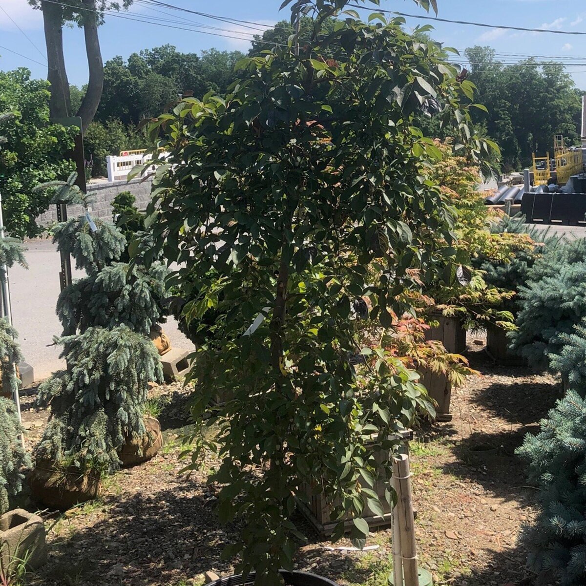 Styrax Japonicus Nightfall Japanese Snowbell | SiteOne US