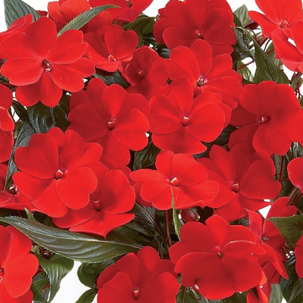 Impatiens X Hybrida Harmony Deep Red New Guinea Impatiens | SiteOne US
