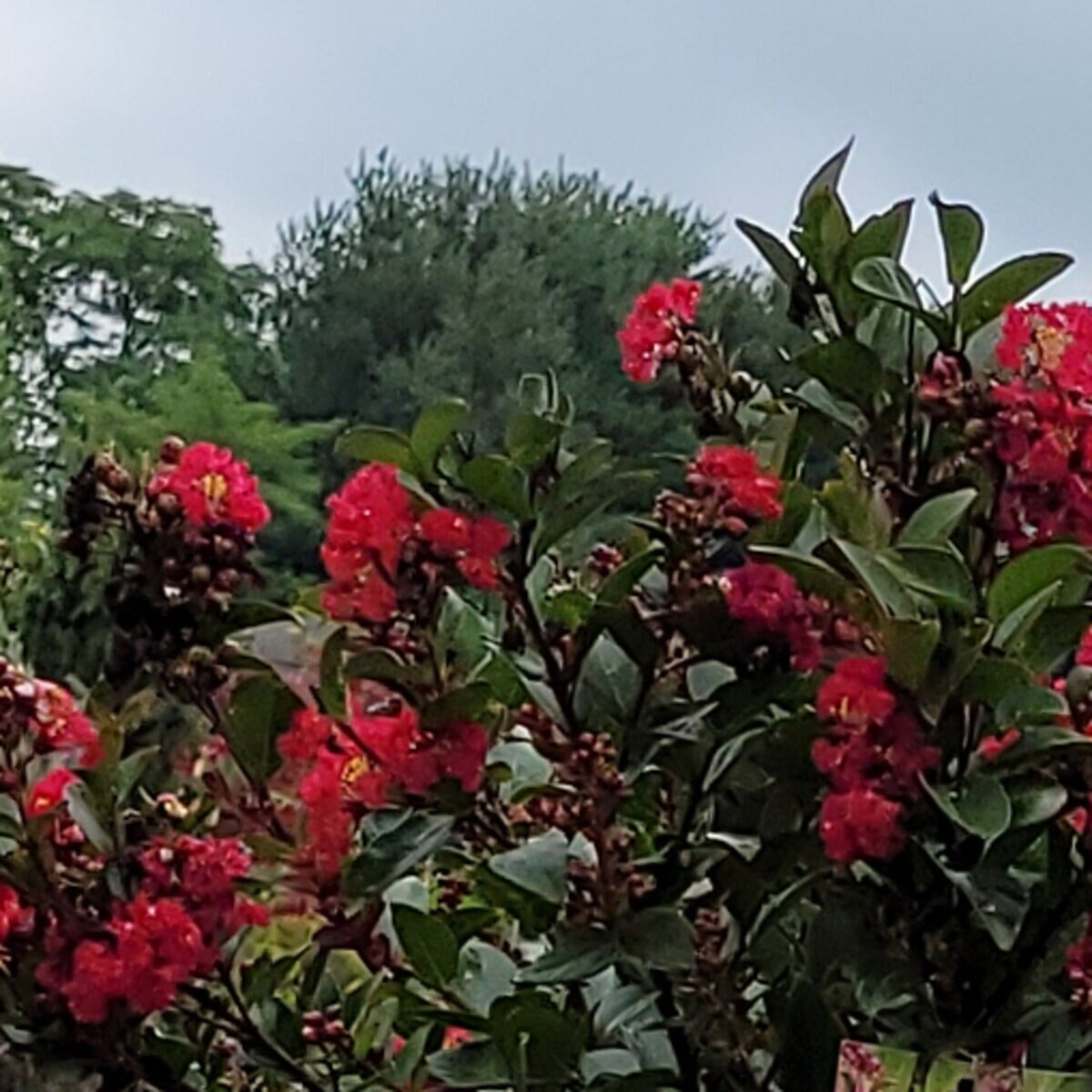 Lagerstroemia Indica Summerlasting Strawberry Crape Myrtle | SiteOne US