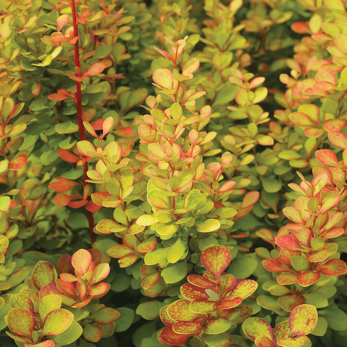 Berberis thunbergii Orange Torch Barberry | SiteOne US