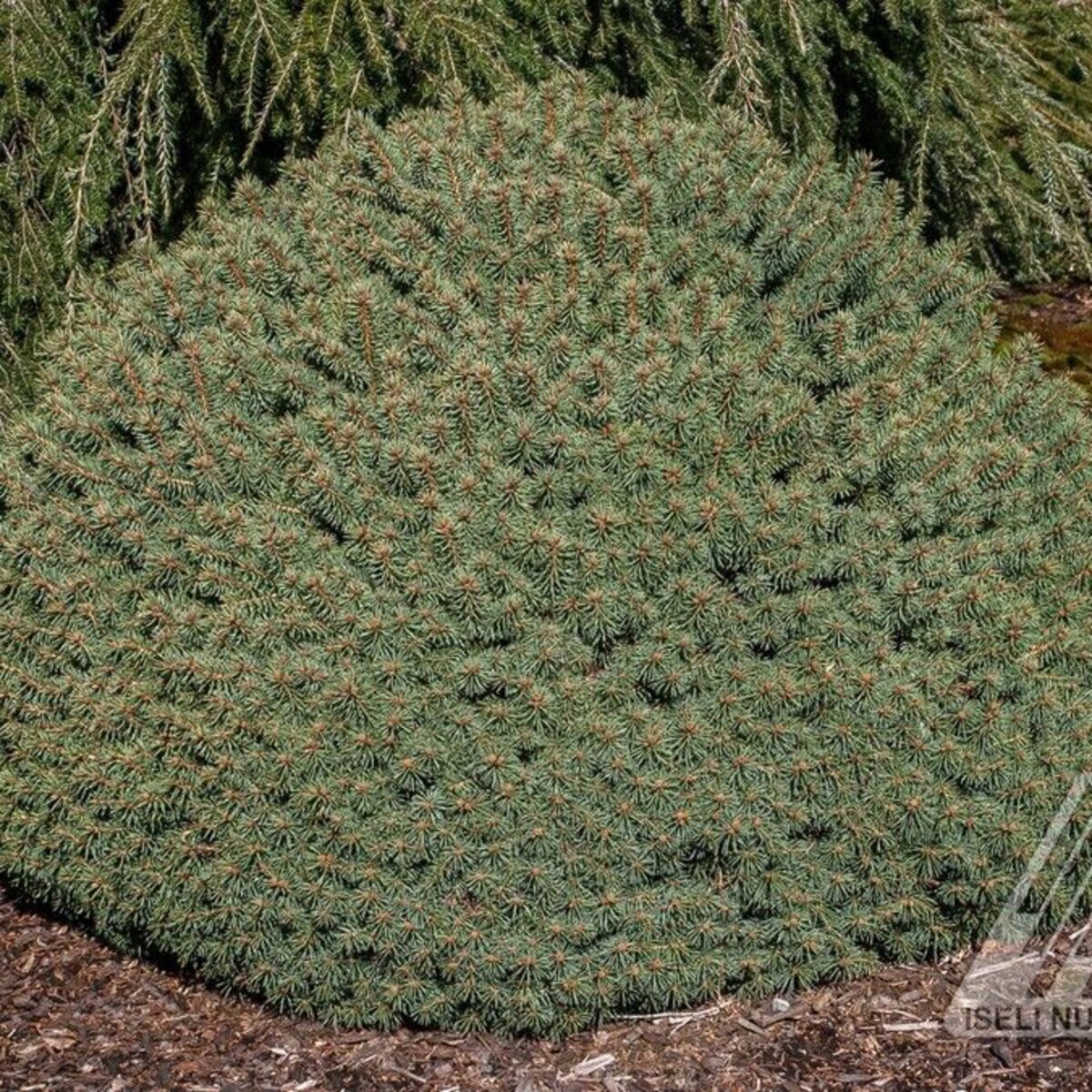 Picea Pungens Colorful Conifers Roundabout Colorado Spruce | SiteOne US