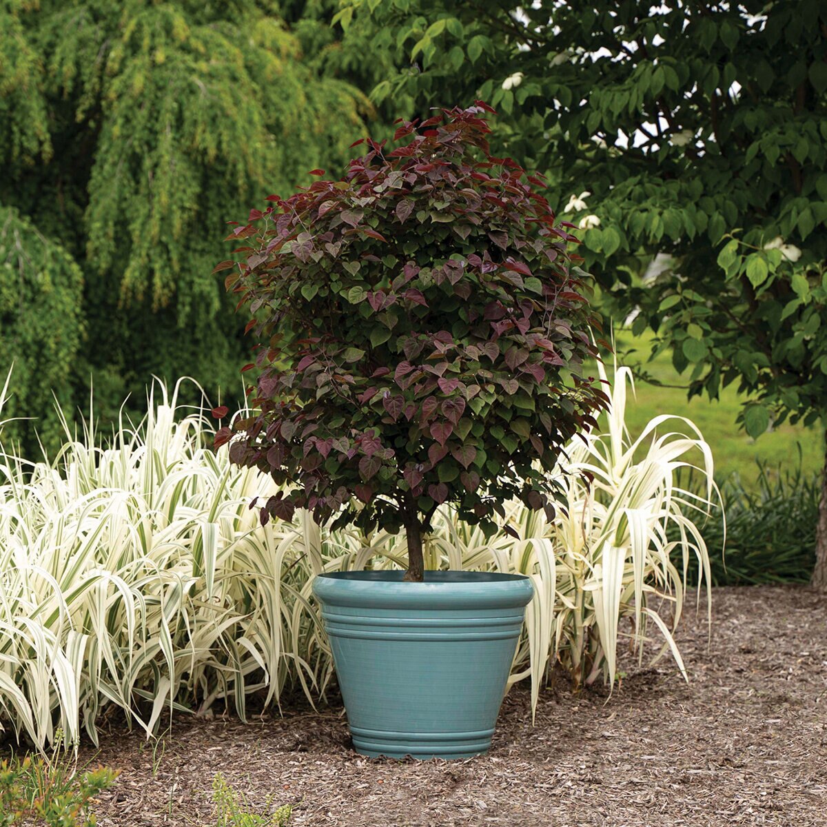 Cercis Canadensis Garden Gems Amethyst Eastern Redbud | SiteOne