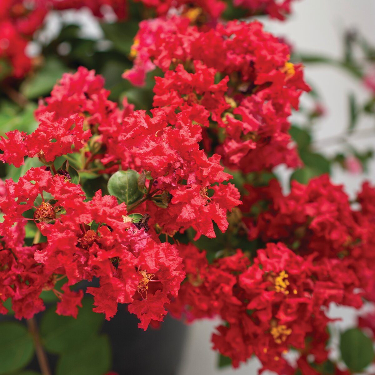 Lagerstroemia Indica Bellini Strawberry Crape Myrtle | SiteOne US