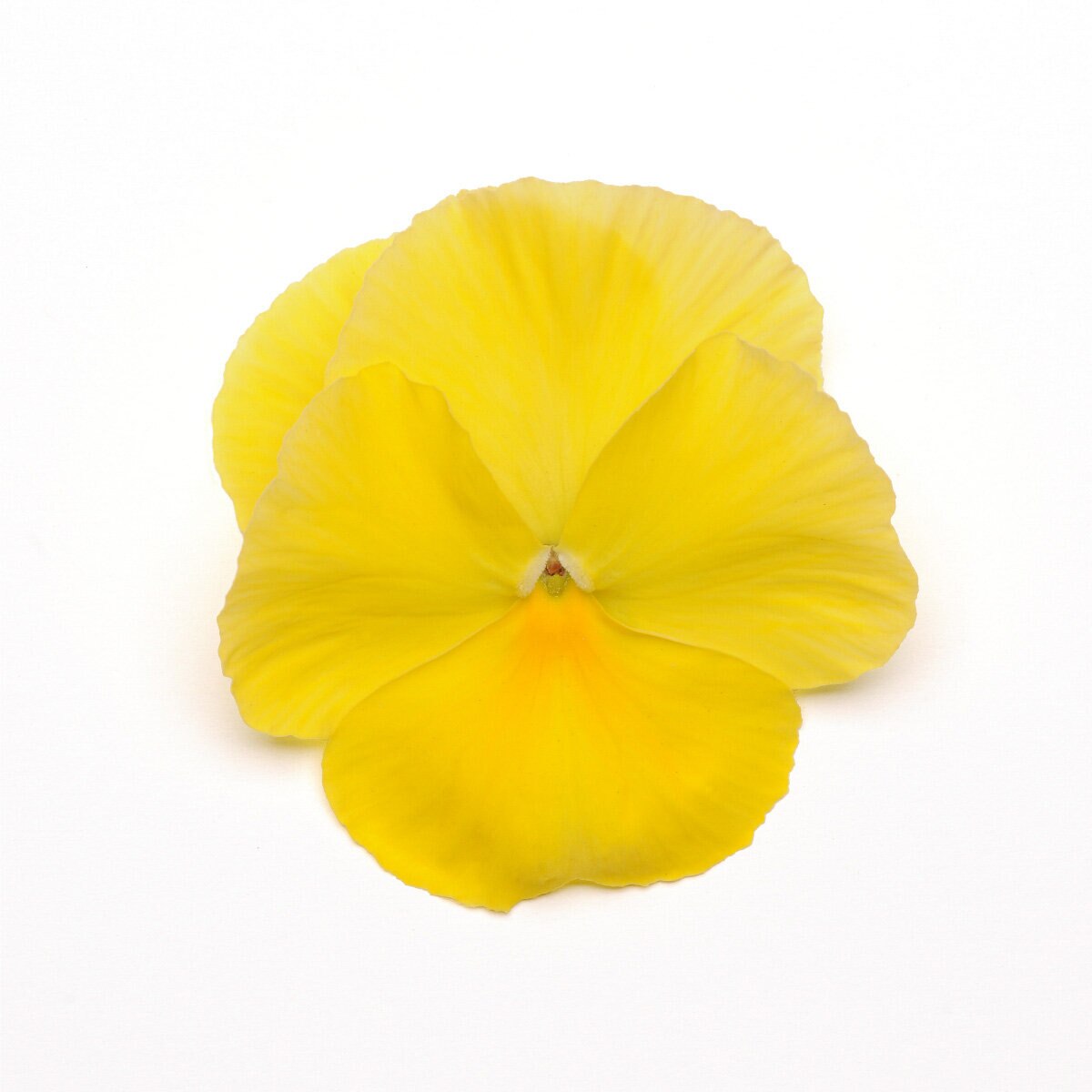 Viola X Wittrockiana Spring Matrix Lemon Pansy | SiteOne