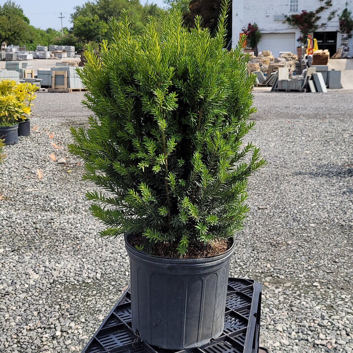 Taxus X Media Meyeri Yew | SiteOne US