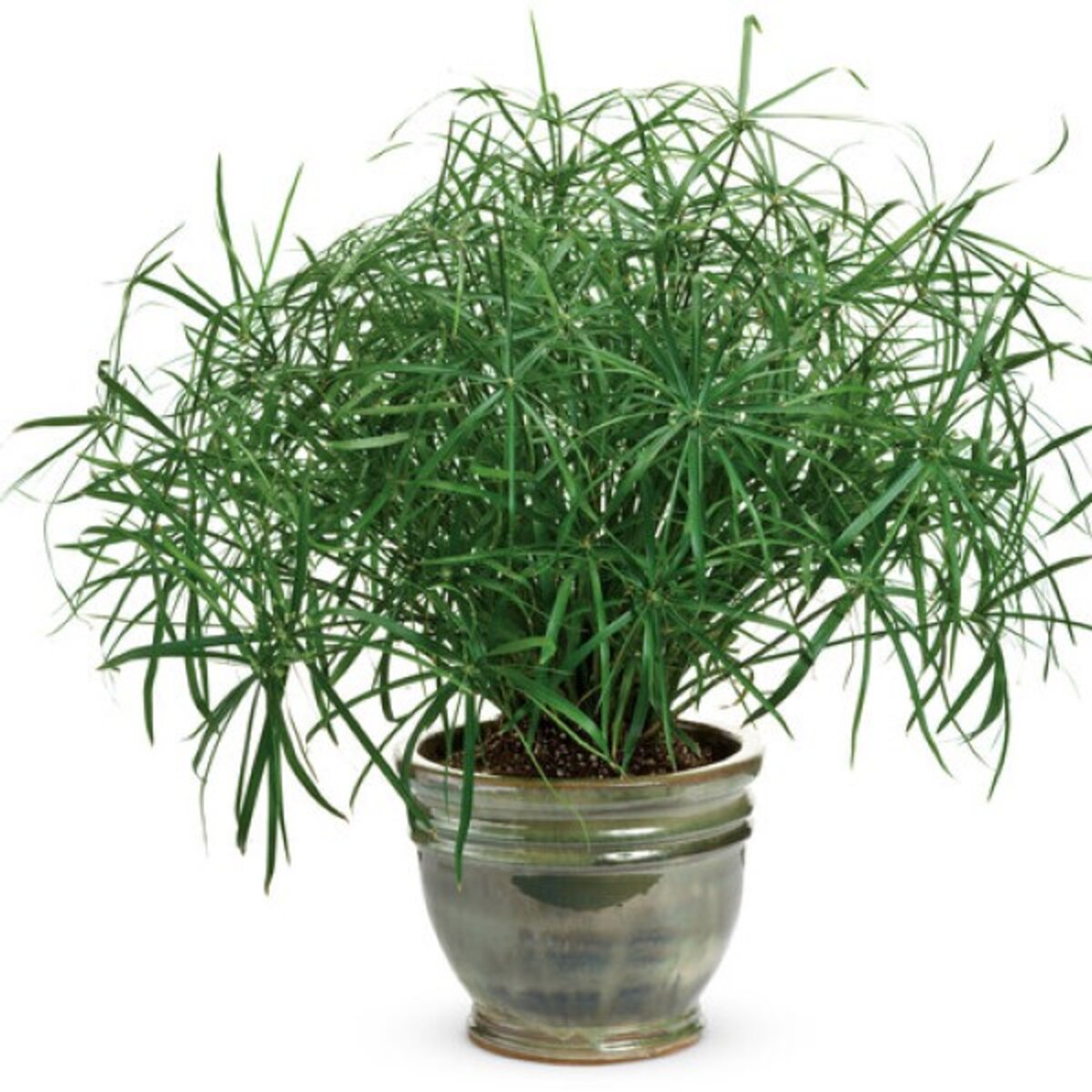 Cyperus Involucratus Graceful Grasses Baby Tut Umbrella Plant | SiteOne US