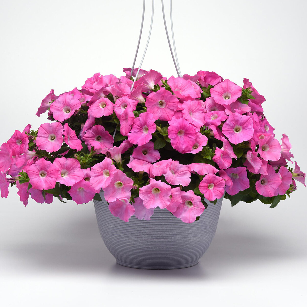 Petunia X Hybrida Easy Wave Pink Spreading Petunia | SiteOne