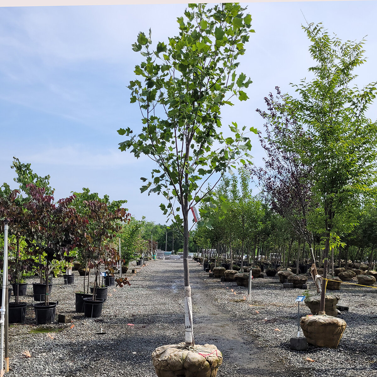 Liriodendron Tulipifera Emerald City Tulip Tree | SiteOne US