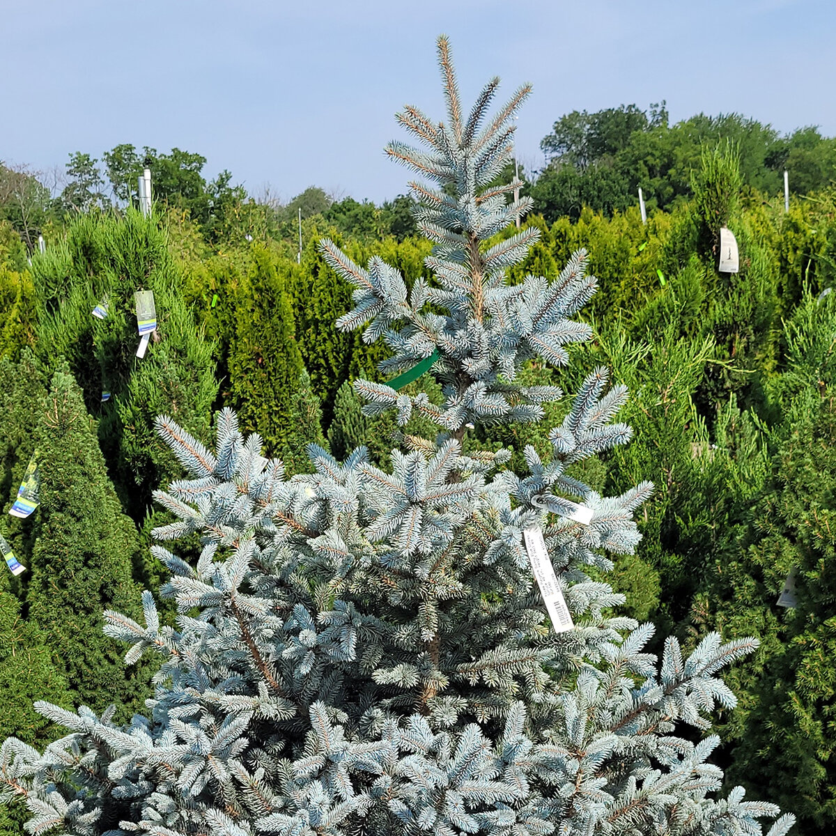 Picea pungens Bonny Blue Blue Spruce | SiteOne US