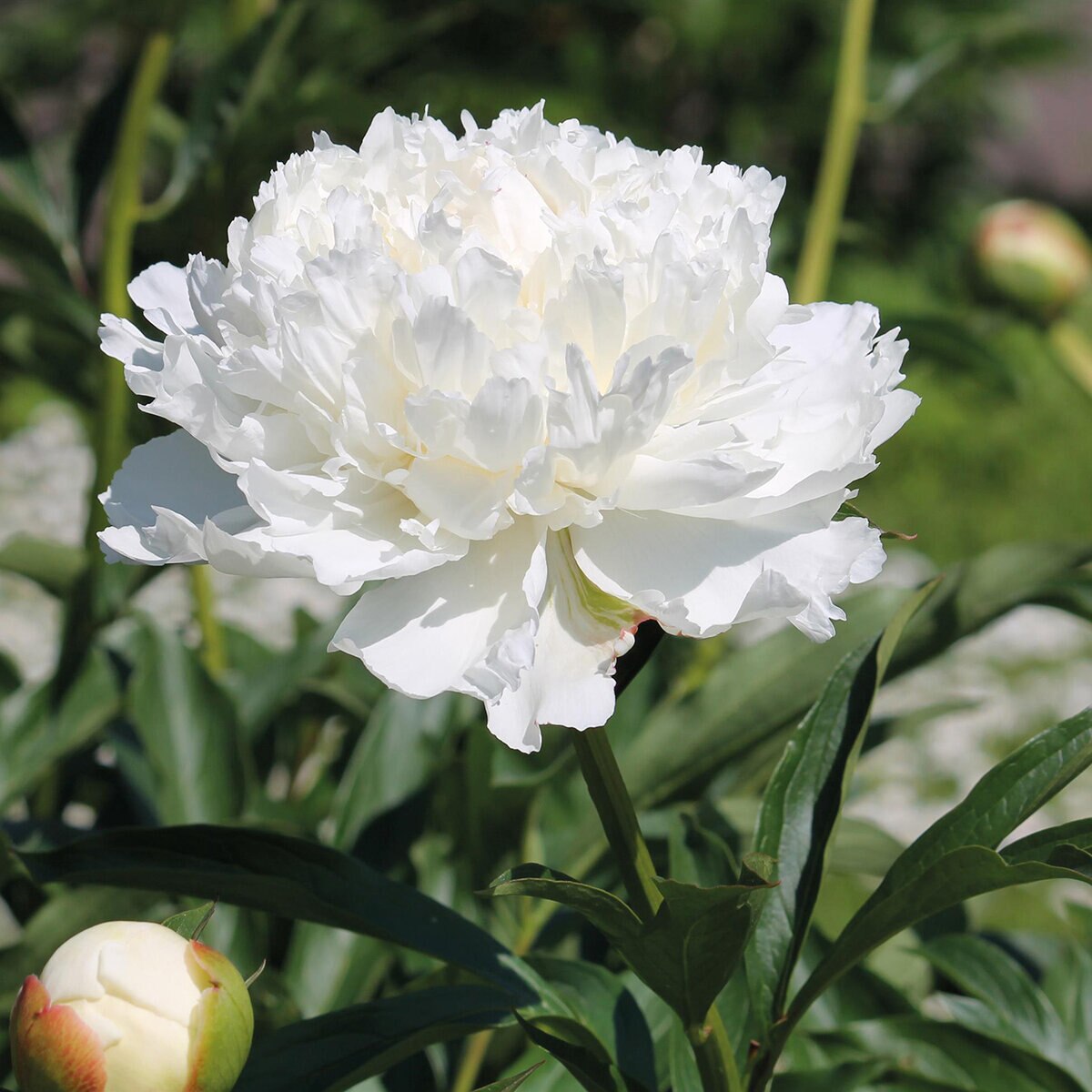Paeonia X Double White Peony | SiteOne US