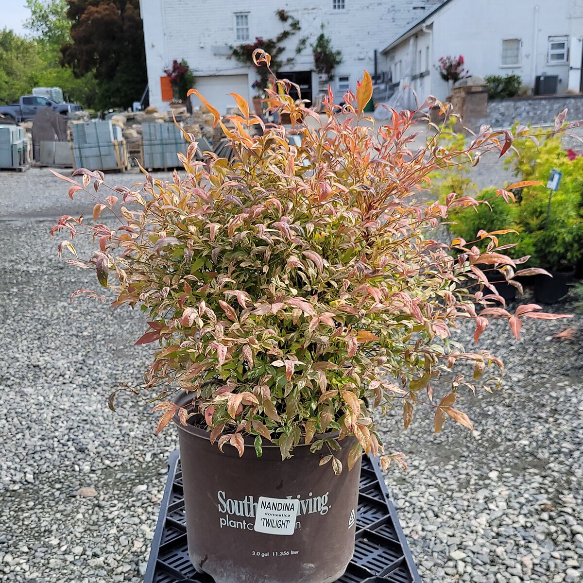 Nandina Domestica Twilight Heavenly Bamboo | SiteOne US