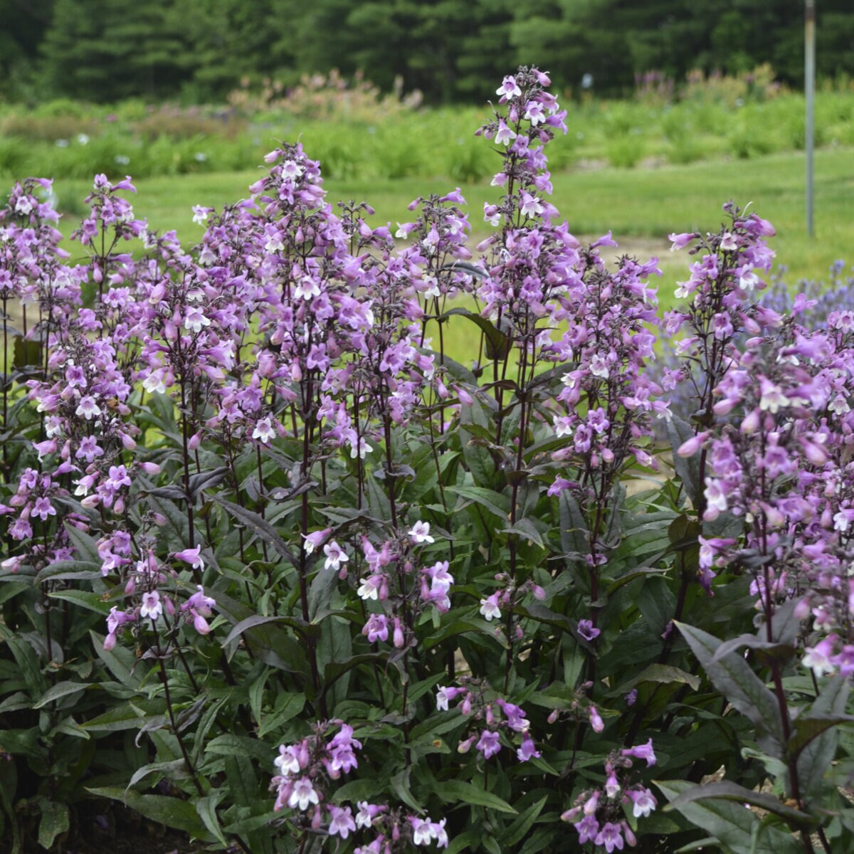 Penstemon X Midnight Masquerade Beardtongue | SiteOne US