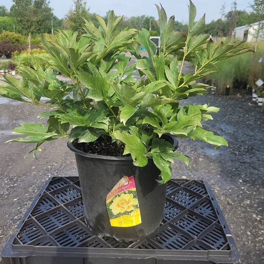 Paeonia X Garden Treasure Itoh Peony | SiteOne